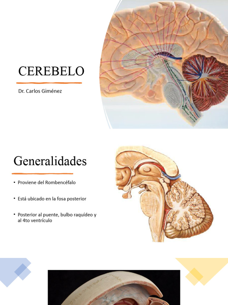 CEREBELO | PDF | Cerebelo | Anatomía