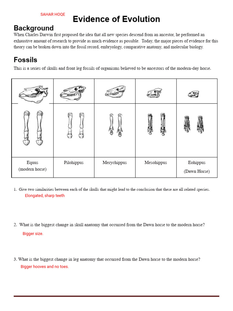 Sahar Hoqe - Evidence of Evolution | PDF | Evolution | Homology (Biology)