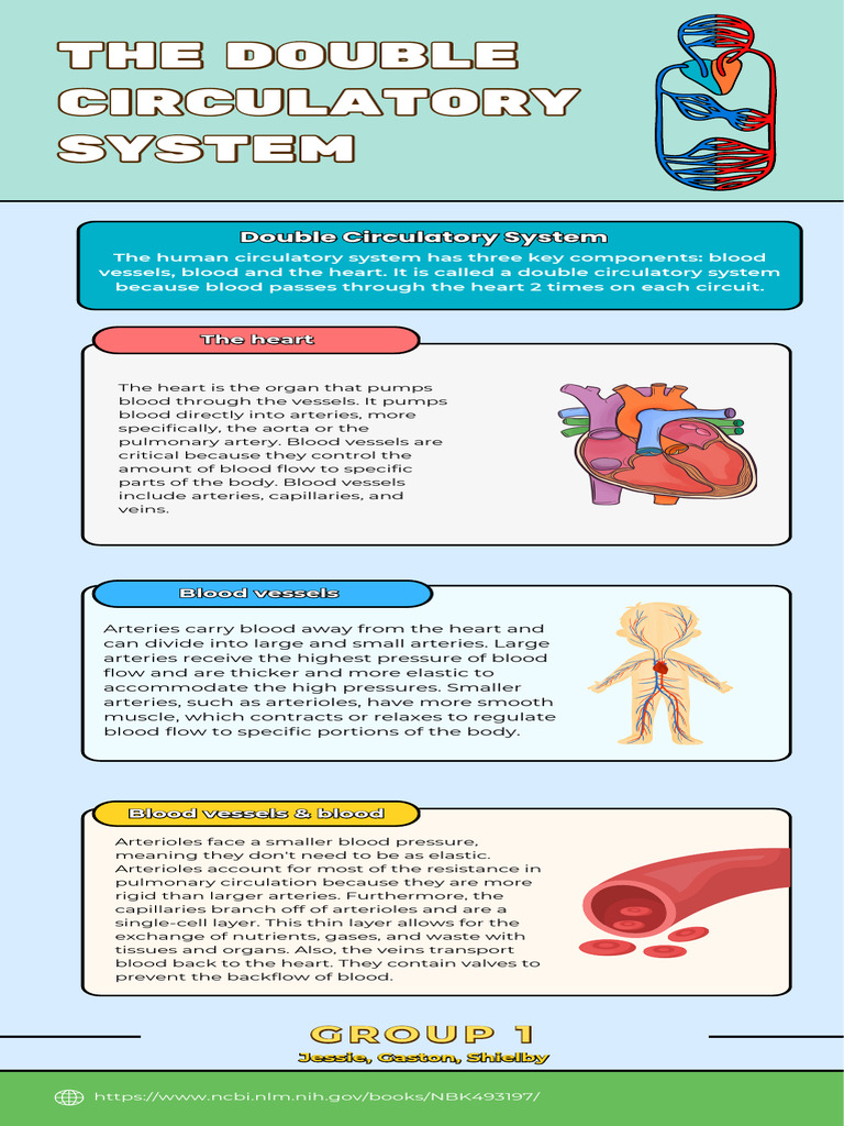 Group 1 Double Circulatory System (Jessie, Gaston, Shielby) | PDF