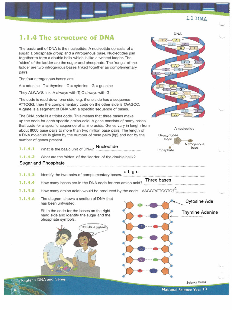 1.1.1 The Structure of DNA Form | PDF | Dna | Base Pair