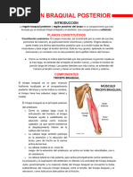 Desgarre Del Biceps Braquial | PDF | Codo | Tendón