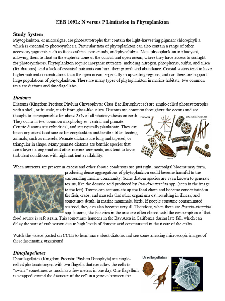 Phytoplankton NP Lab EEB109L 2024 | PDF | Phytoplankton | Water