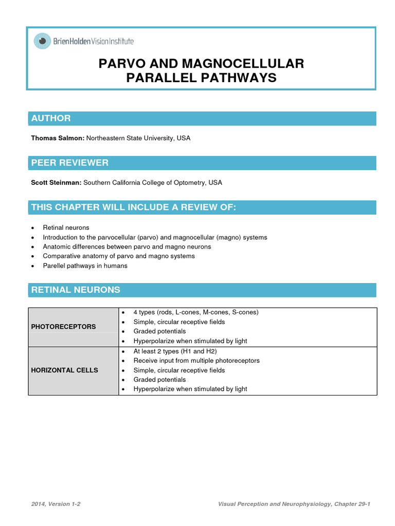 29 Parvo and magnocellular parallel pathways | PDF | Retina | Visual System