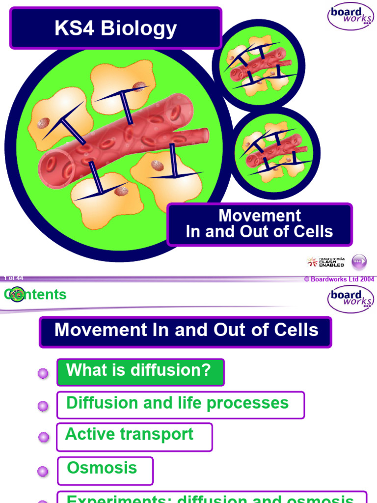 KS4 Movement in and Out of Cells | PDF | Osmosis | Diffusion