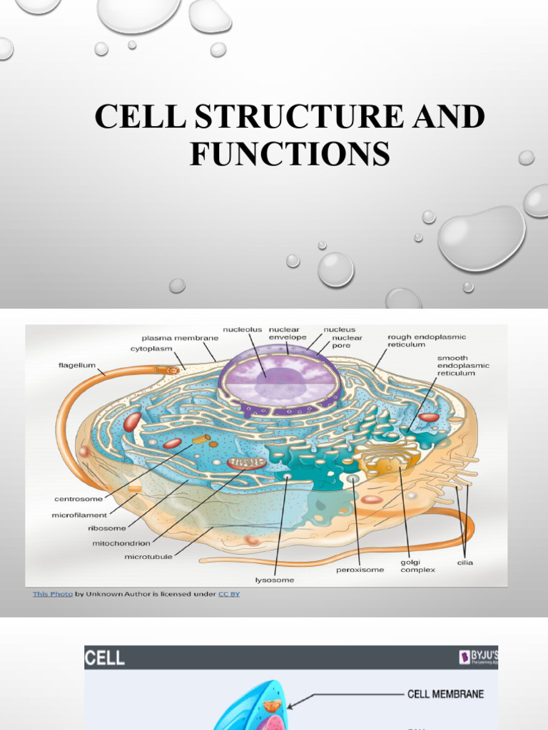Cell Structure and Function | PDF | Cell (Biology) | Cytoplasm