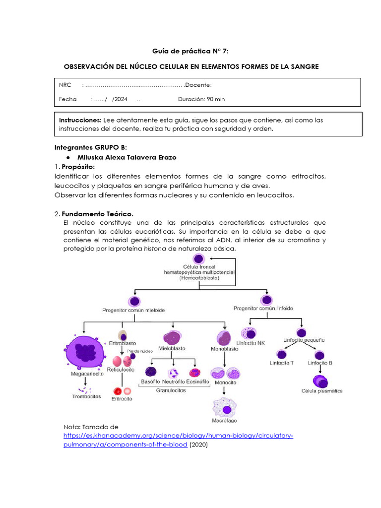 GUIÌ A DE PRAÌ CTICA N 7 Elementos Formes de La Sangre | PDF | Leucocito | Nucleo celular