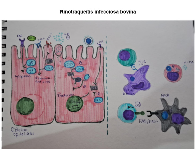 Rinotraqueitis Infecciosa Bovina | PDF Rinotraqueitis Infecciosa Bovina | PDF