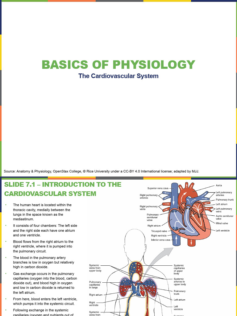 The Cardiovascular System - Presentation | PDF | Heart Valve ...