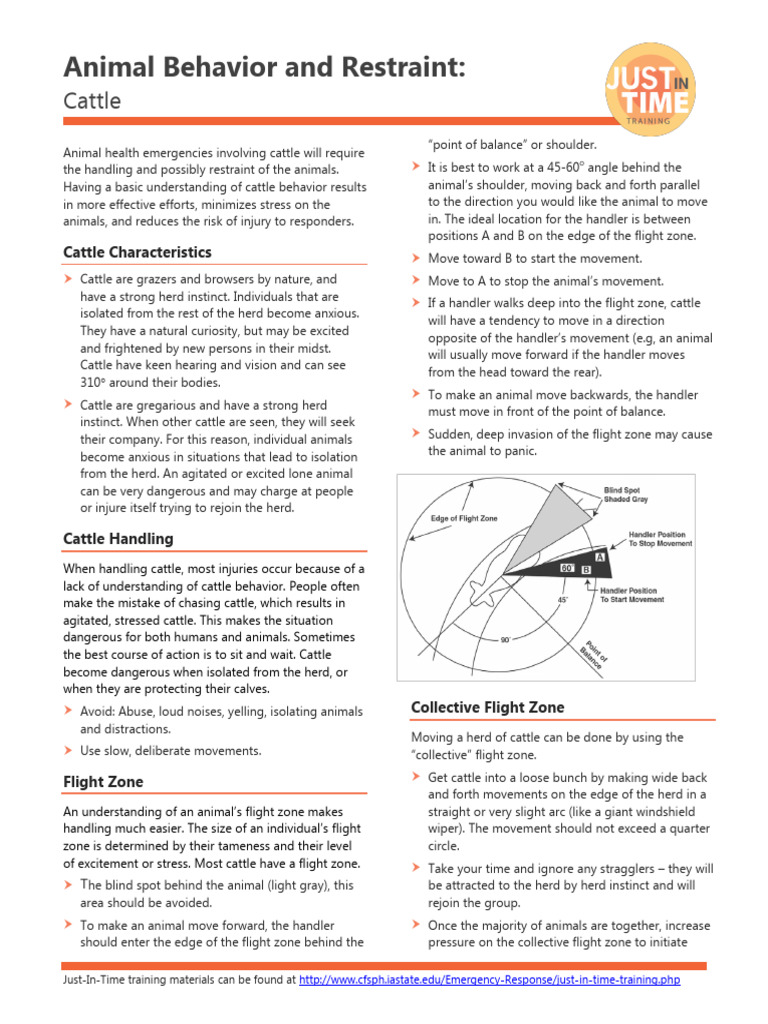 08 Animal Behavior Restraint Cattle JIT HANDOUT | PDF | Cattle | Livestock