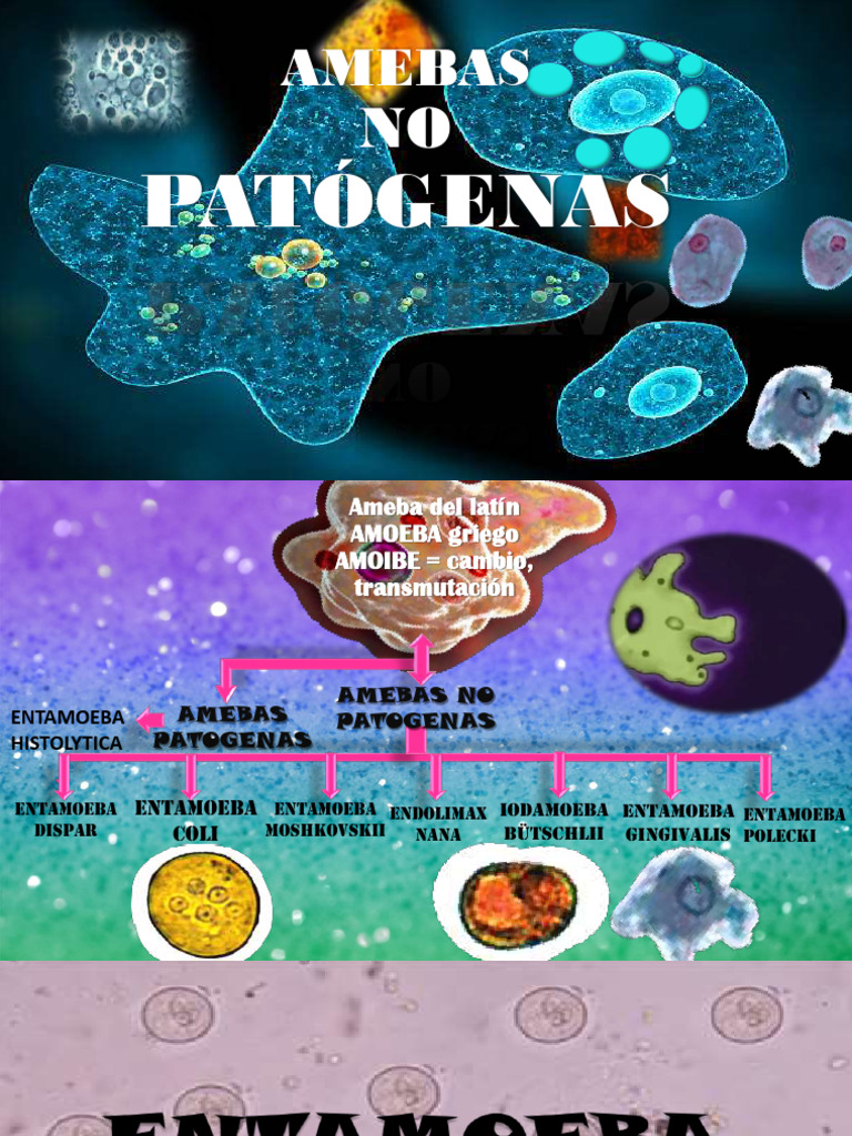 Tema Nº4 Amebas No Patogenas | PDF | Especialidades Medicas