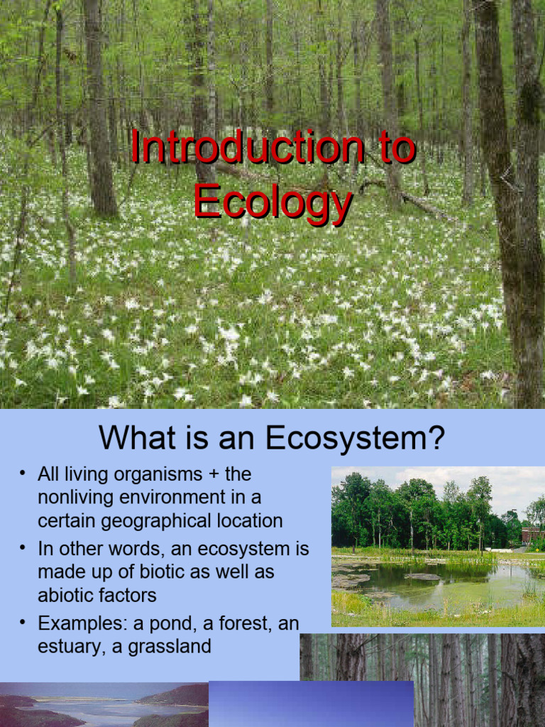 Understanding Ecosystems and Food Chains | PDF | Ecosystem | Food Web