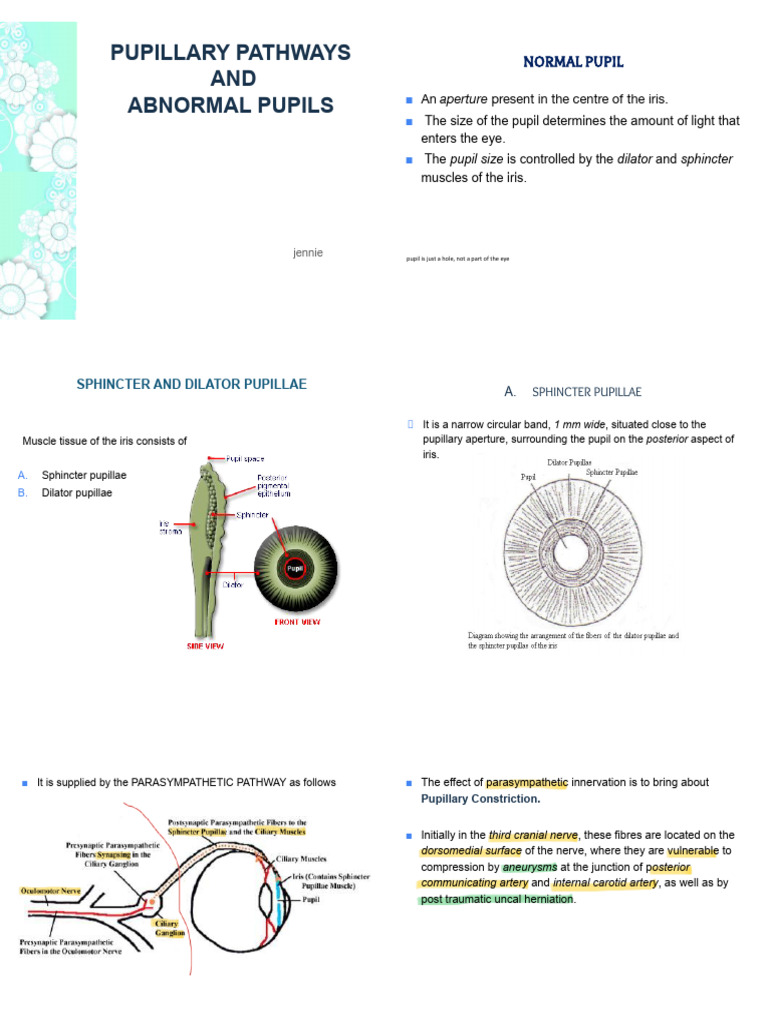 Pupillary pathway disorders.pptx | PDF | Ophthalmology | Eye