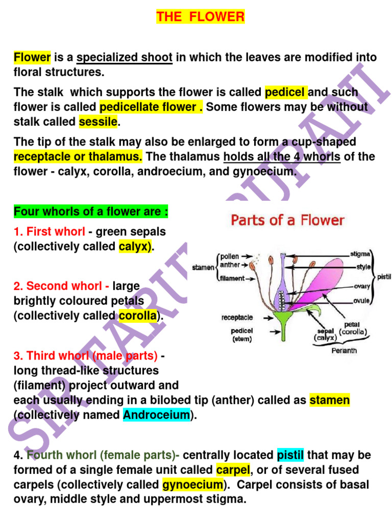 FLOWER | PDF | Flowers | Petal