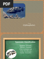 Fish Morphology and Body Classification | PDF | Fish | Aquatic Organisms