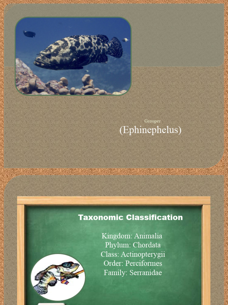 Group 02 Grouper | PDF | Fish