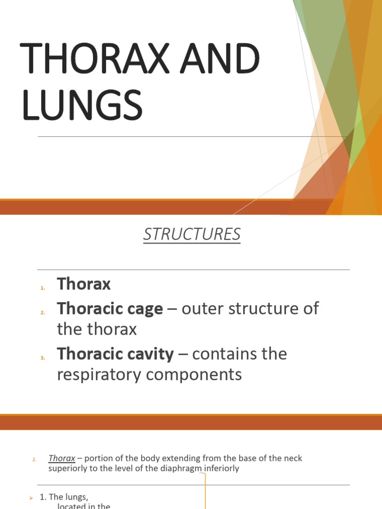 Thorax and Lungs Assessment | PDF | Thorax | Lung
