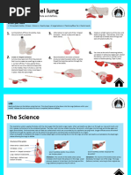 Lung Model With Two Lungs and Diaphragm Lab | PDF