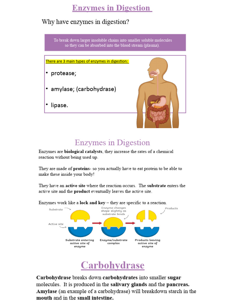Enzymes in Digestion | PDF | Digestion | Enzyme