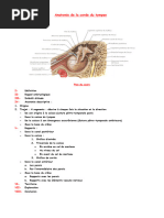 Anatomie du Rocher Temporal | PDF | Système vestibulaire | Tête et cou ...
