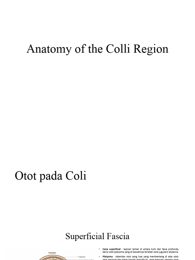 Anatomy and Topography Colli Region | PDF