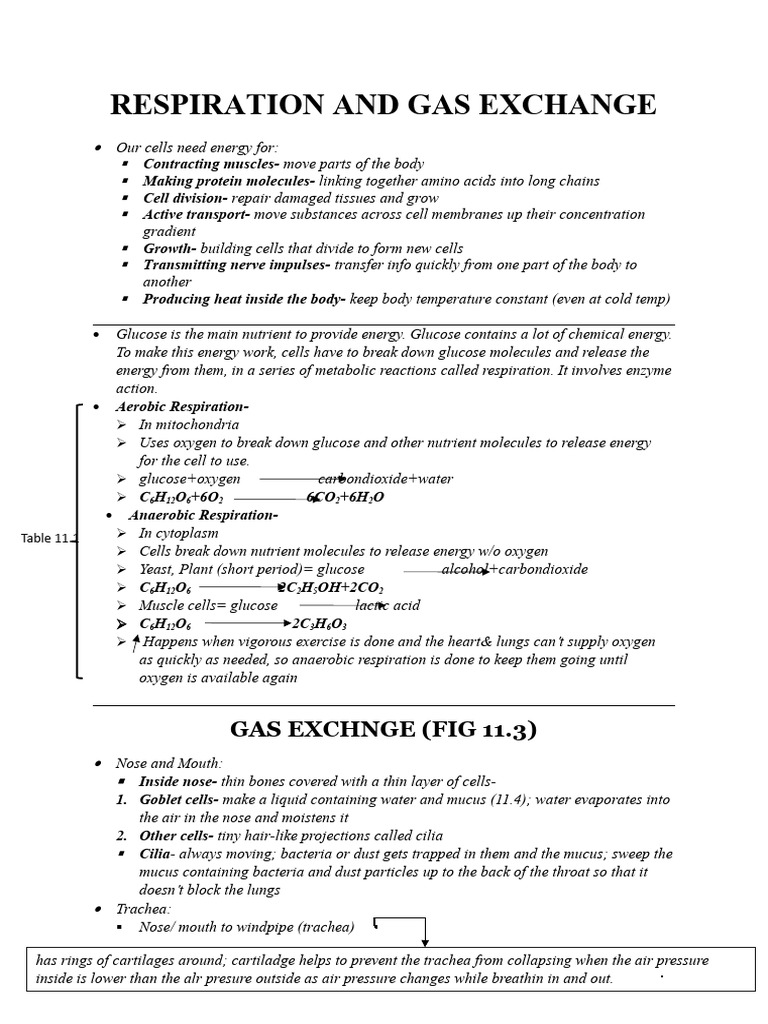 Respiration and Gas Exchange | PDF | Lung | Breathing