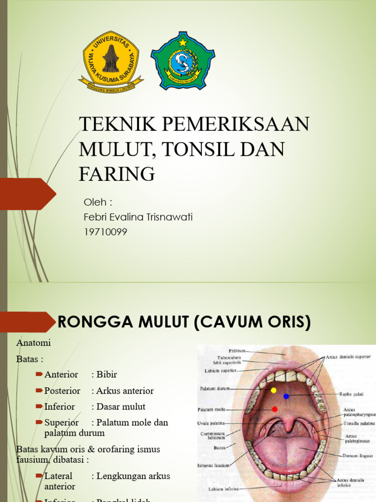 3.febri Evalina Trisnawati - (19710099) - Mulut, Faring, Tonsil | PDF