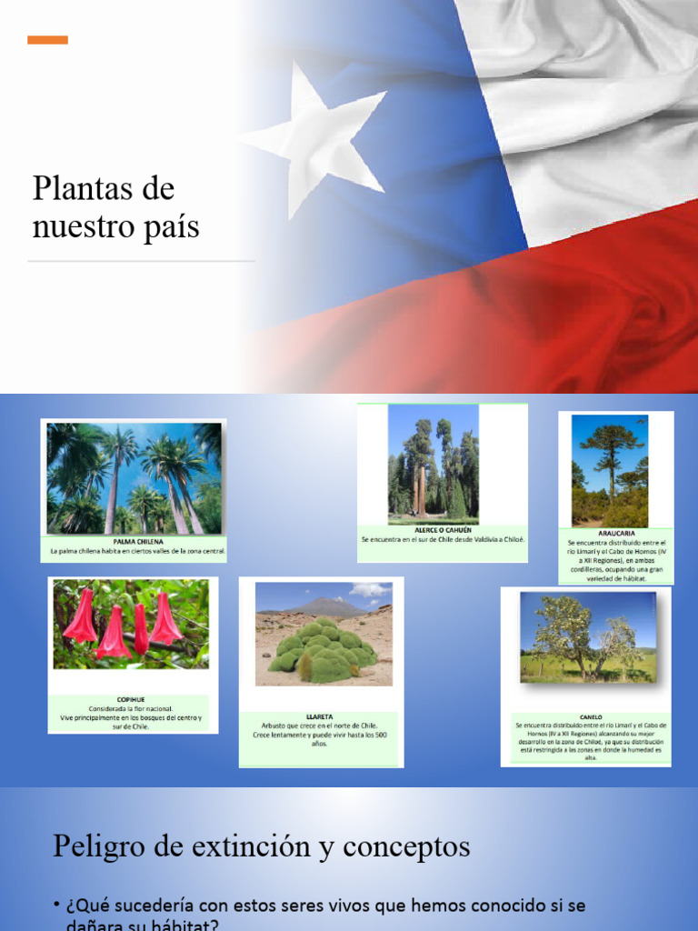 Flora y Fauna Chilena | PDF | Arboles | Chile