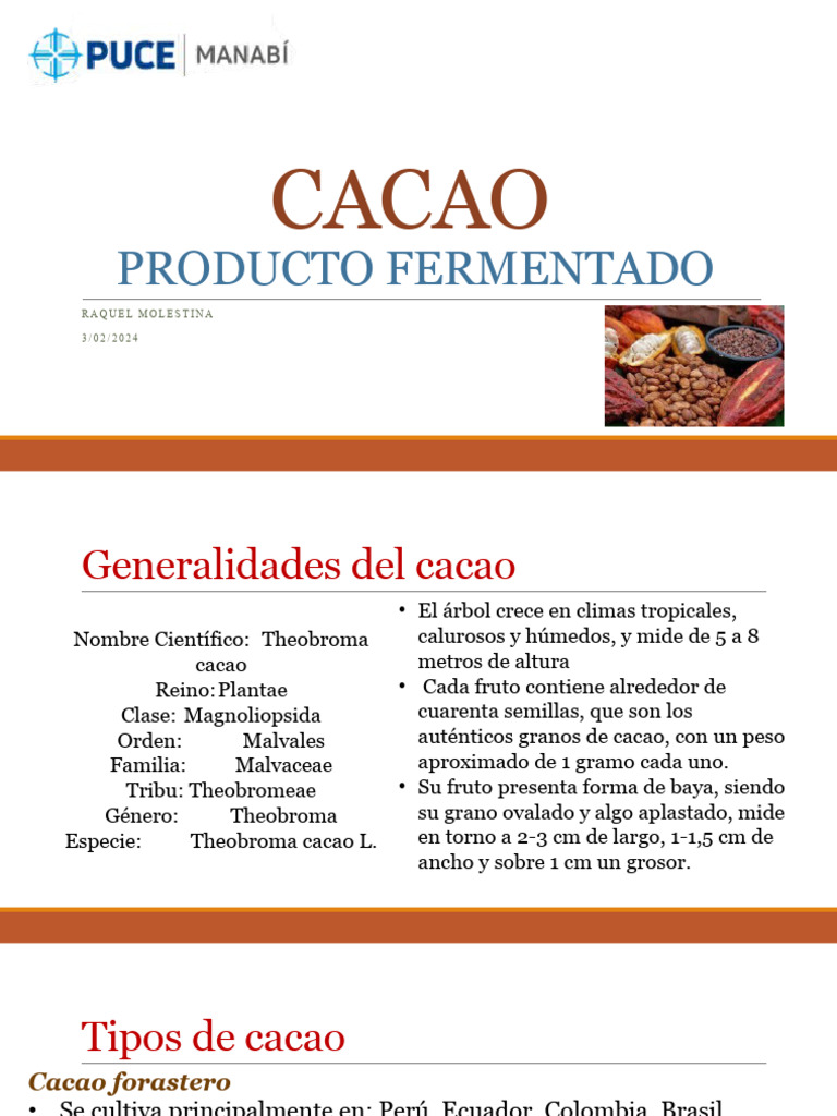 Exposicion Del Cacao | PDF