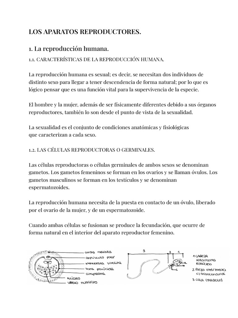 Los Aparatos Reproductores | PDF | Sistema reproductivo | Ovario