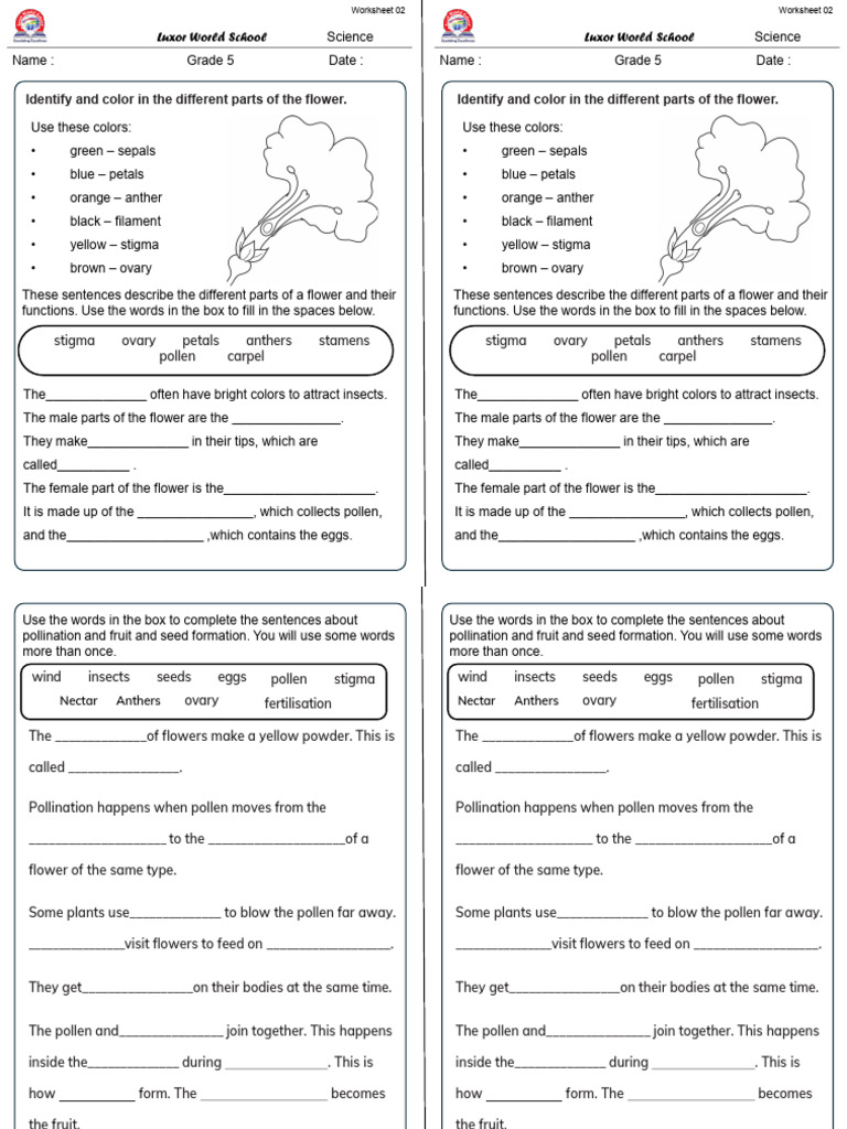 Pollination Woksheet | PDF | Flowers | Pollination