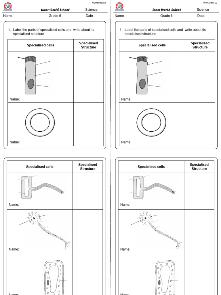 Specialised Cells | PDF