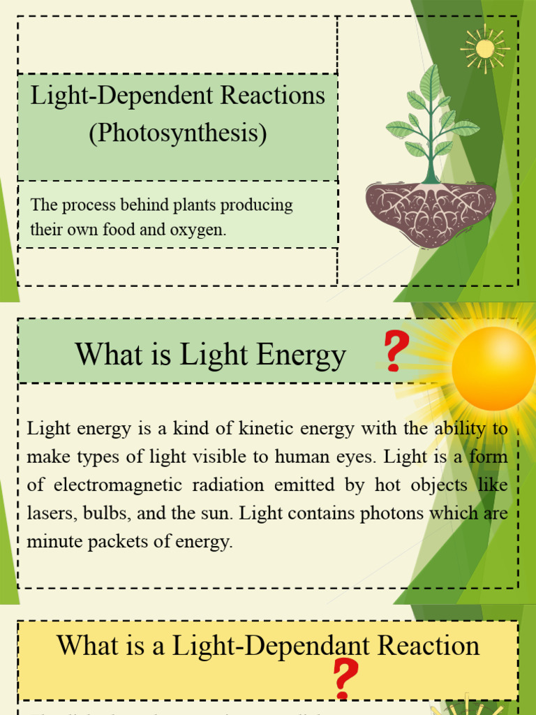 Light-Dependent Reactions in Photosynthesis | PDF | Photosynthesis ...