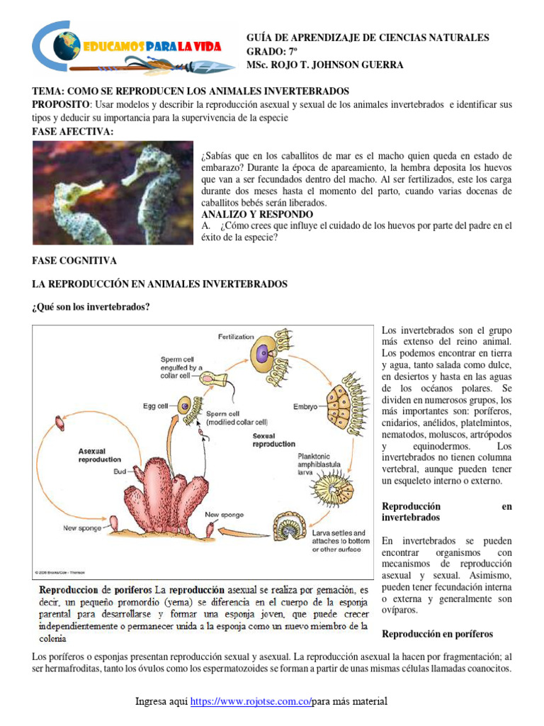 Como Se Reproducen Los Animales Invertebrados | PDF | Reproducción ...