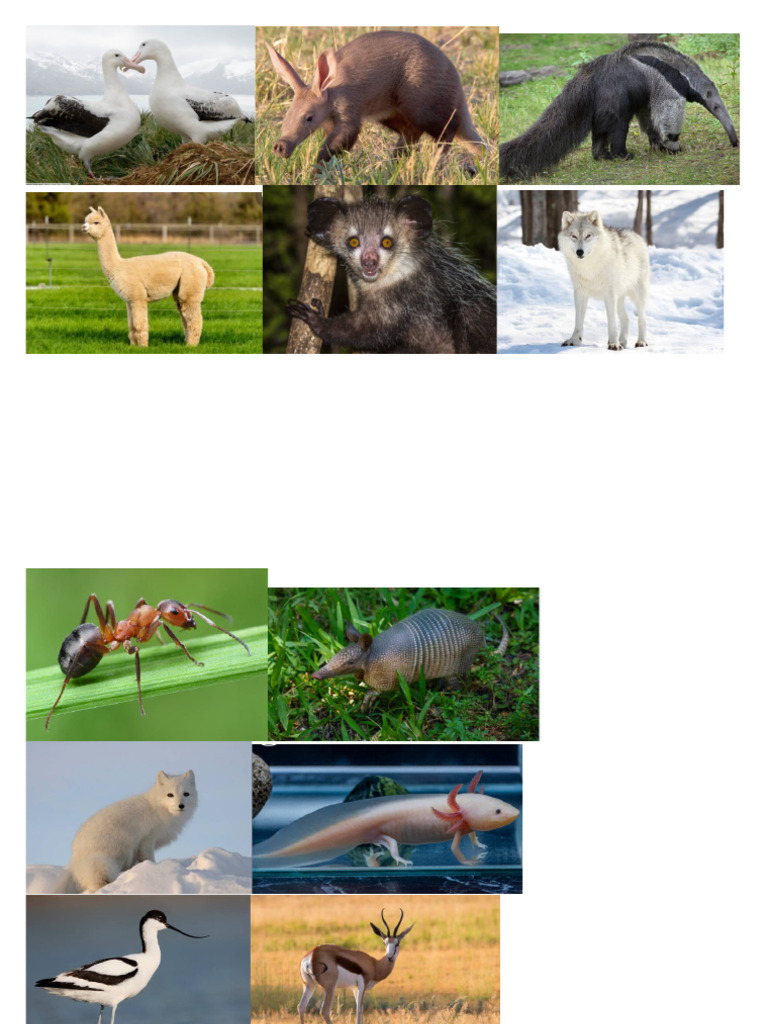 Animal List | PDF