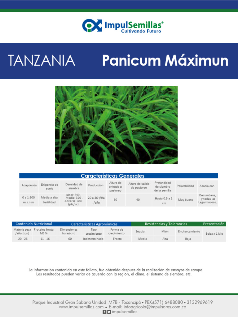 Características del Panicum Máximun Tanzania | PDF