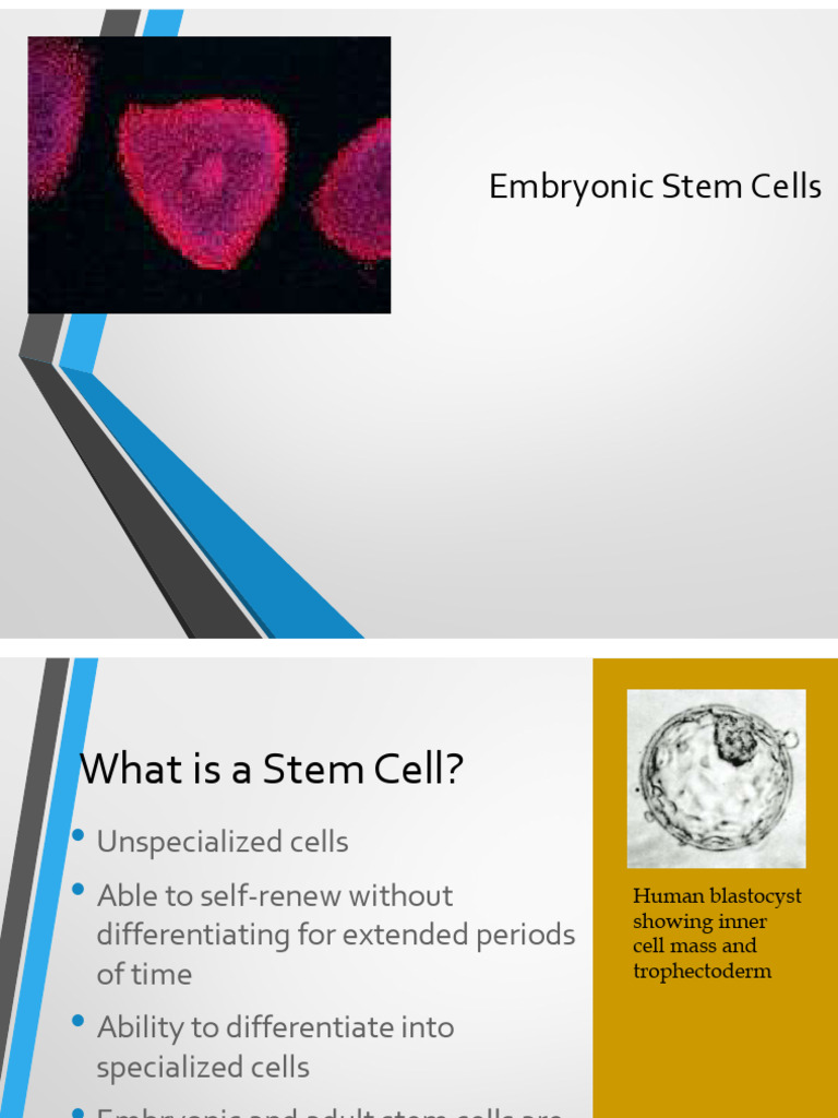 Sujith MG Stem Cell Bio | PDF | Stem Cell | Embryonic Stem Cell