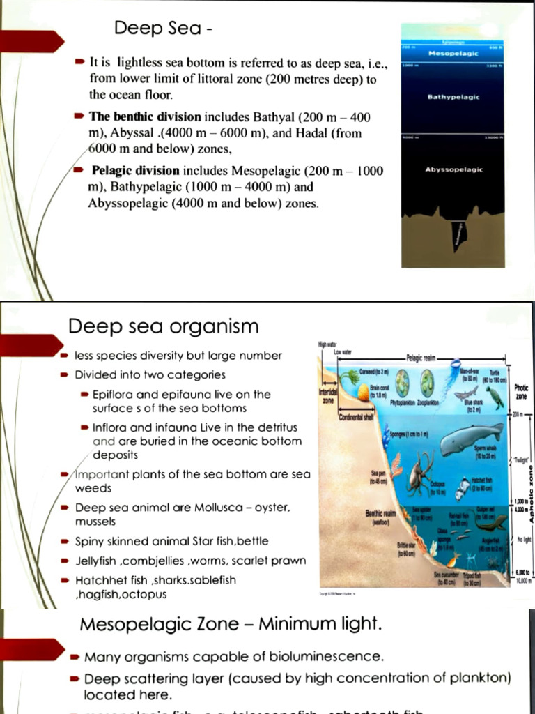 Adaptation of Deep Sea Organisms | PDF | Physical Oceanography ...