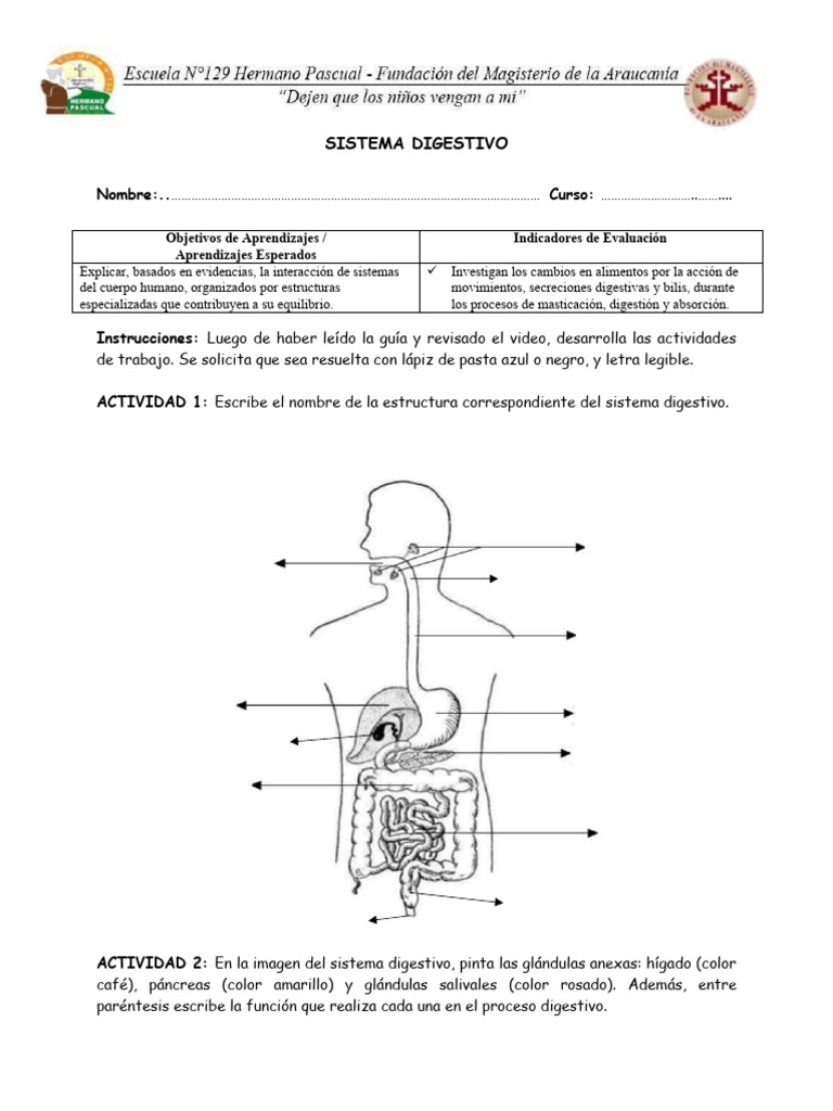 PRUEBA Sistema Digestivo 8º | PDF | Digestión | Sistema digestivo humano