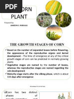 Maize Floral Biology and Structure | PDF | Flowers | Maize