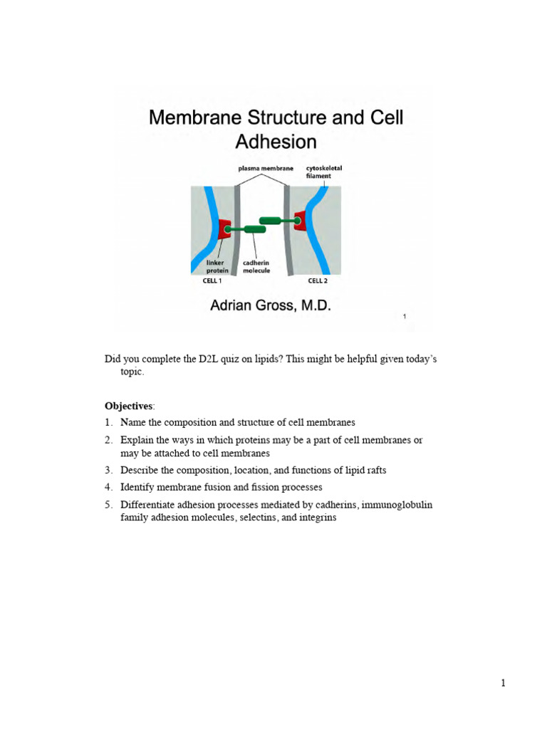 Cell Membrane Structure and Function | PDF | Cell Membrane | Cell Adhesion