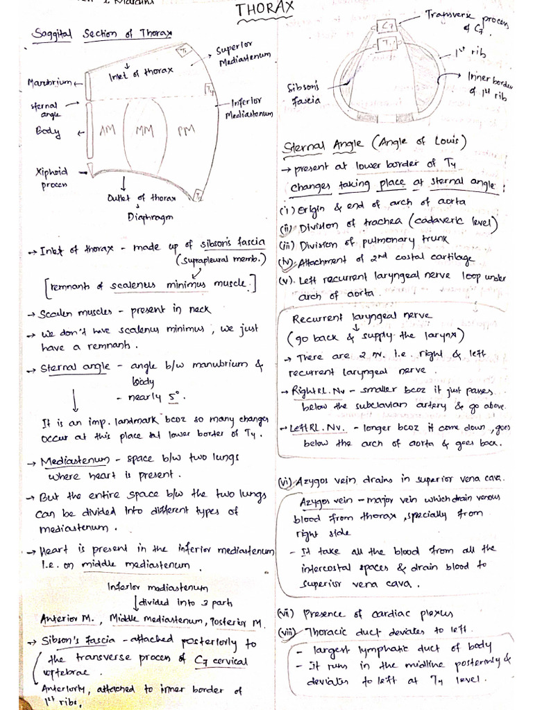 Thorax and Abdomen Notes | PDF