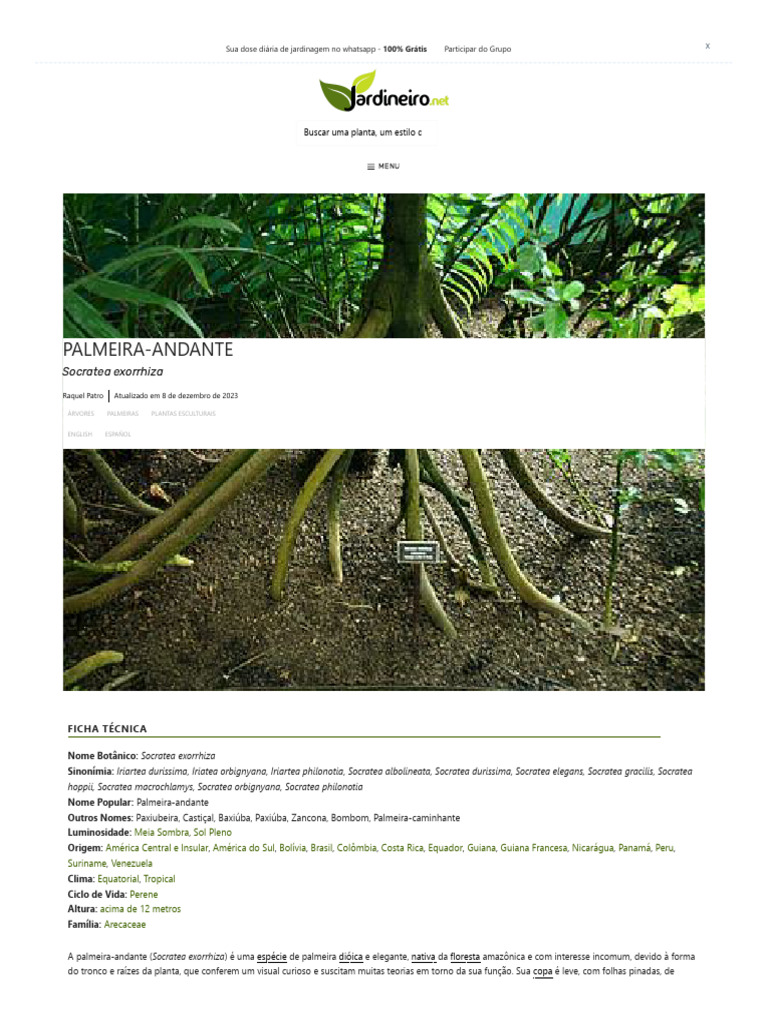 Palmeira-Andante - Socratea Exorrhiza | PDF | Arecaceae | Raiz