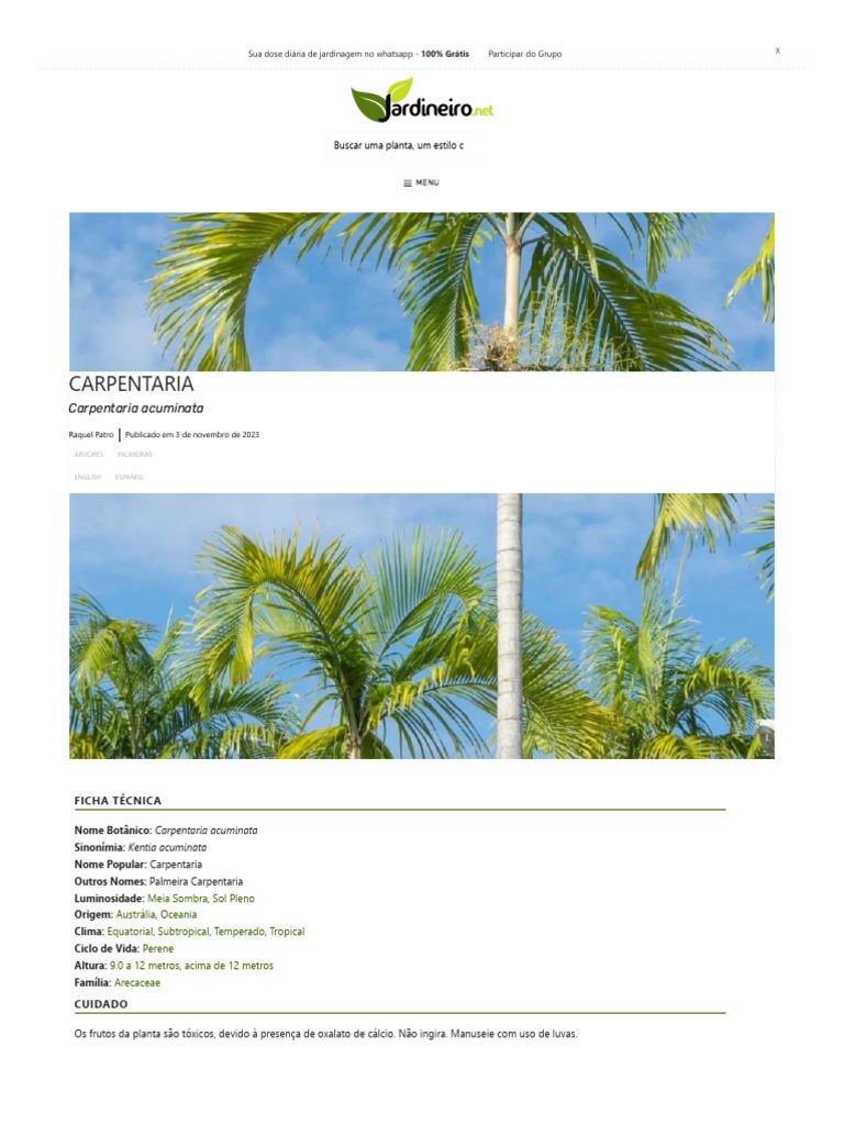 Carpentaria - Carpentaria Acuminata | PDF | Arecaceae | Árvores