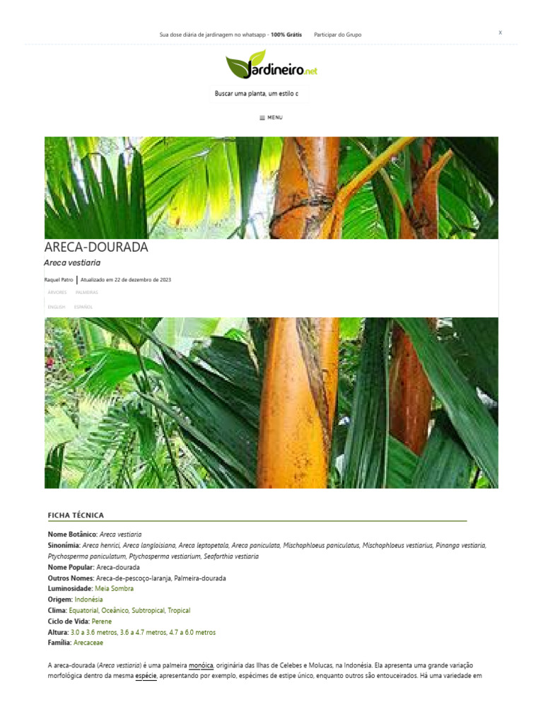Areca-dourada: Cultivo e Cuidados | PDF | Arecaceae | Árvores