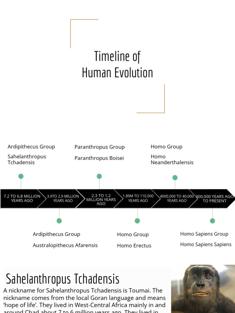 Timeline of Human Evolution | PDF | Homo | Human Evolution