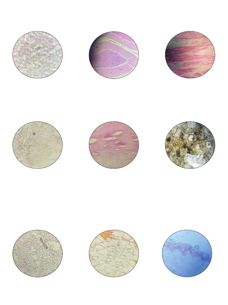 Prova Prática de Histo 3 | PDF | Epitélio | Cerebelo