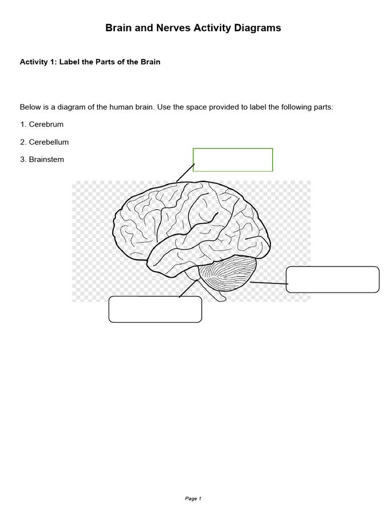 Brain and Nerves Activity Diagrams Class5 | PDF