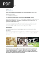 Ciclo de Vida de la Vaca para Niños | PDF | Vacas | Leche