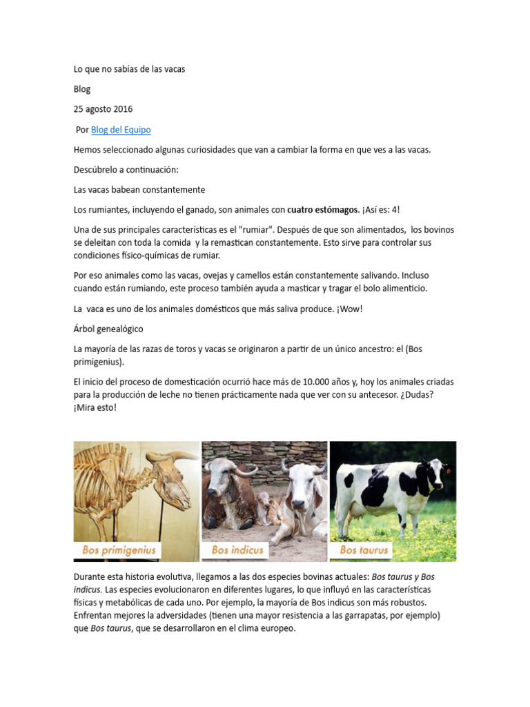 Lo Que No Sabías de Las Vacas | PDF | Vacas | Domesticación