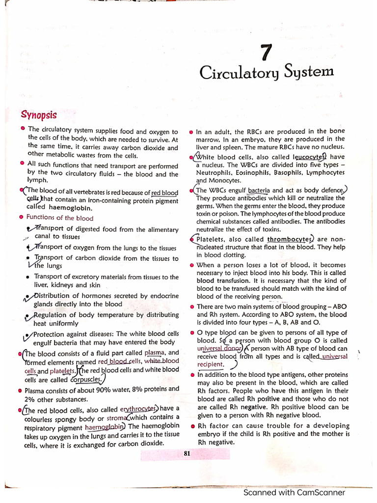 Circulatory System Class 10 | PDF